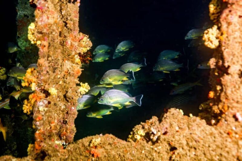 Mirissa: Scuba Diving & Shipwreck Dives for All Levels - FAQ