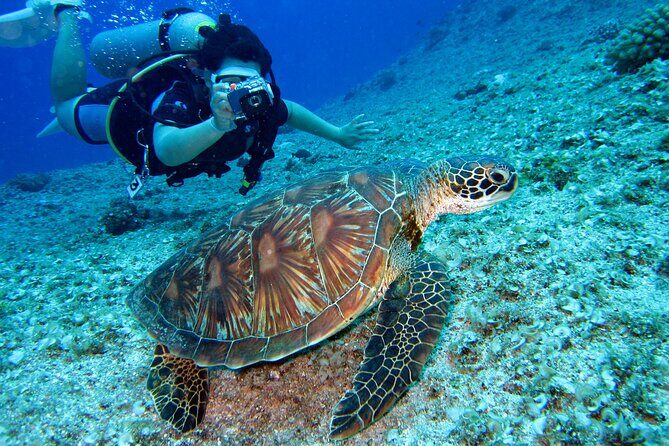 Mirissa Snorkeling Experience with Turtles - Key Points