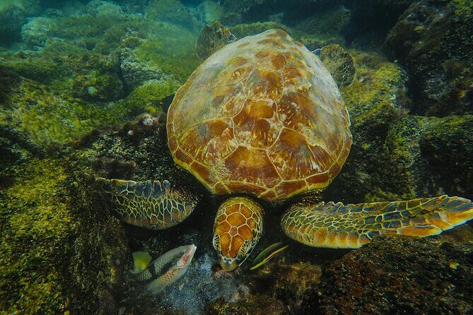 Mirissa Snorkeling Experience with Turtles - What to Expect from Your Mirissa Snorkeling Journey