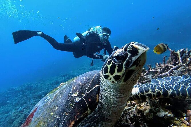 Mirissa Snorkeling Experience with Turtles - FAQ