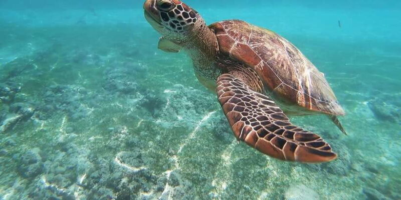 Mirissa: Snorkeling Experience with Turtles - An In-Depth Look at the Mirissa Snorkeling Tour
