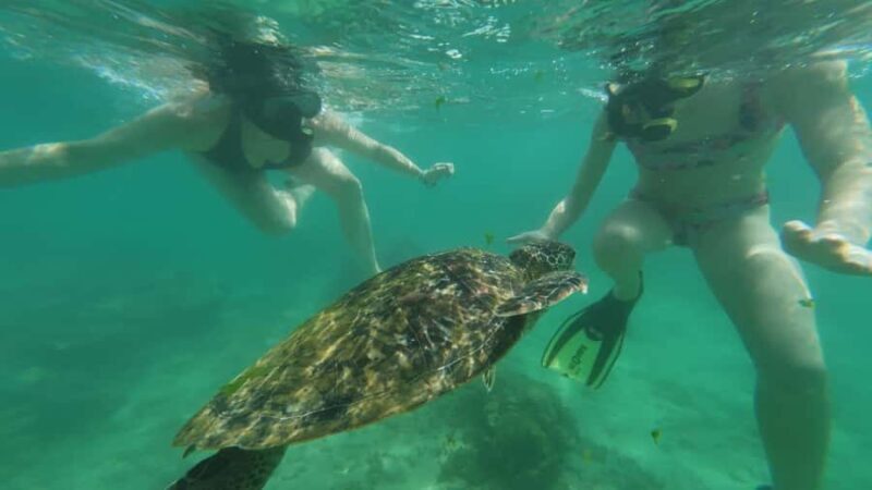 Mirissa Snorkeling Trip with Sea Turtles & Coral Reef - The Sum Up: Is This the Right Snorkeling Tour for You?