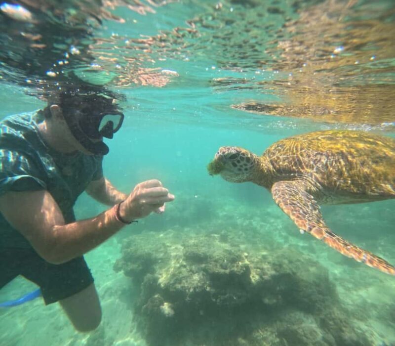 Mirissa Snorkeling Trip with Sea Turtles & Coral Reef - FAQ