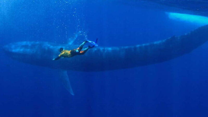 Mirissa: Snorkelling with Whales and Marine Life - A Closer Look at the Experience