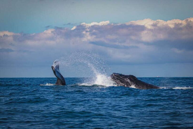 Mirissa: Snorkelling with Whales and Marine Life - The Sum Up