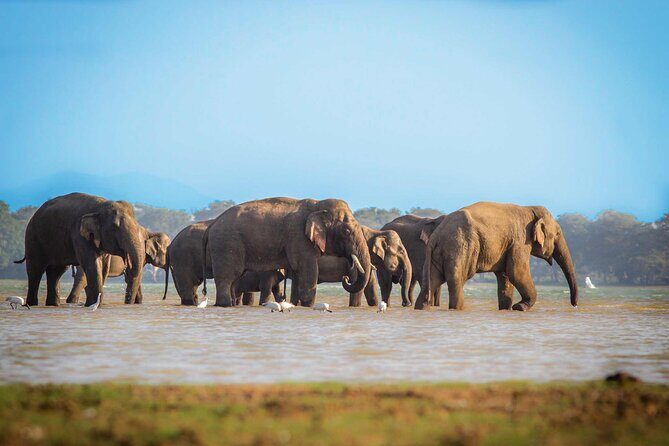 Mirissa to Ella Shuttle & Safari Drive (Breakfast included) - Key Points