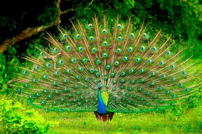 Mirissa To Ella Via Udawalawe Safari With Holiday Walkers Sri Lanka - Transportation & Pricing: What It Means for You