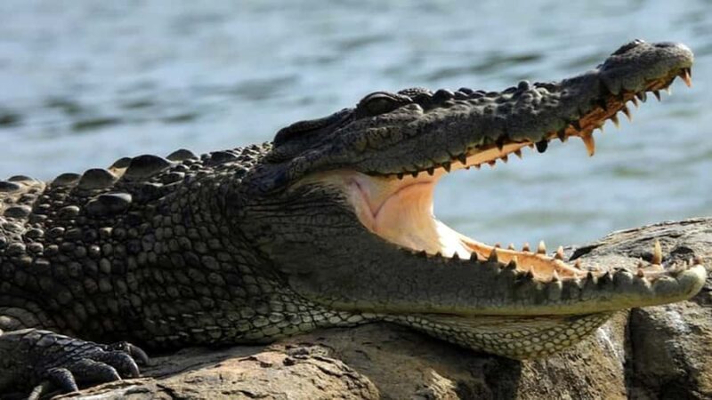 Mirissa to Matara Crocodile Watching Nilwala Boat Tours - Introduction to the Crocodile Watching Experience