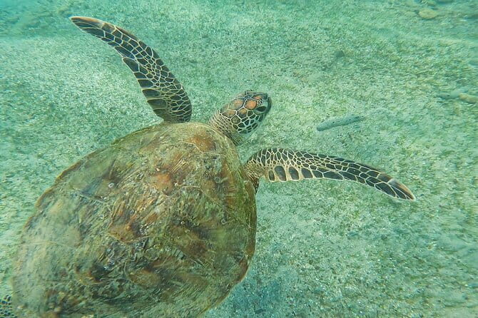 Mirissa Unforgettable Snorkeling Experience with Turtles - FAQs
