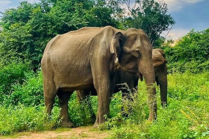 Mirissa, Weligama, Ahangama Transfer to Ella and Udawalawa Safari - Key Points