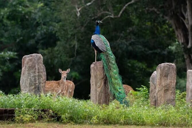 Mirissa, Weligama, Ahangama Transfer to Ella and Udawalawa Safari - The Value of a Well-Organized Safari
