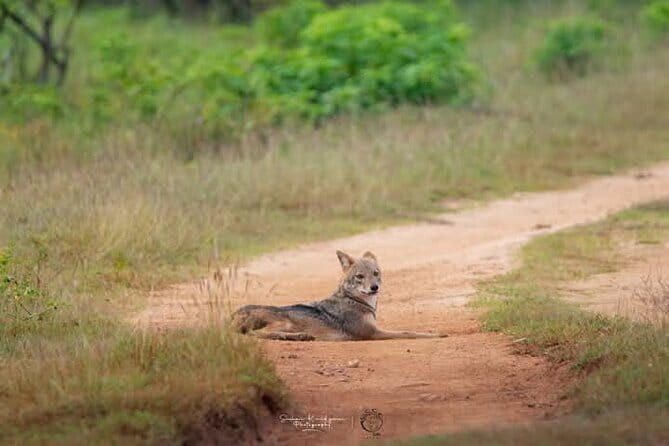 Mirissa, Weligama, Ahangama Transfer to Ella and Udawalawa Safari - In The Sum Up
