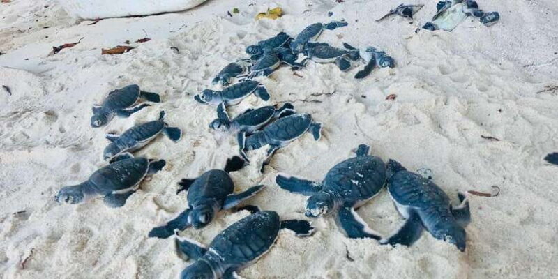 Mirissa/Weligama/Galle: Galle & Bentota Coastal Day Tour - Key Points