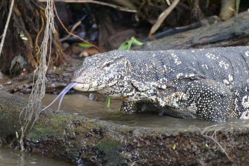 Mirissa/Weligama/Matara: Crocodile Watching & River Safari - Practical Details and Value