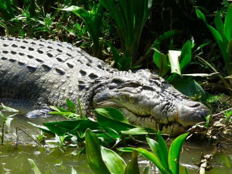Mirissa/Weligama/Matara: Crocodile Watching & River Safari - Who Should Book This Tour?