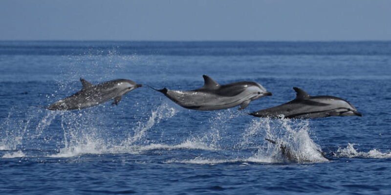 Mirissa: Whale & Dolphin Sightseeing Cruise - Key Points