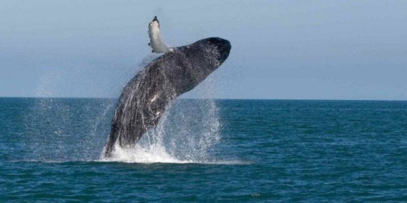 Mirissa: Whale & Dolphin Sightseeing Cruise - FAQs