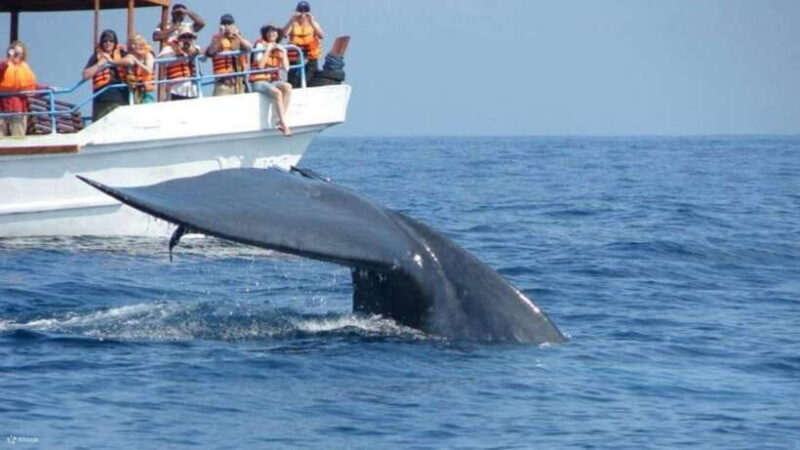 Mirissa: Whale & dolphin Watching Boat Tour with Breakfast - Mirissa: Whale & Dolphin Watching Boat Tour with Breakfast – An In-Depth Look