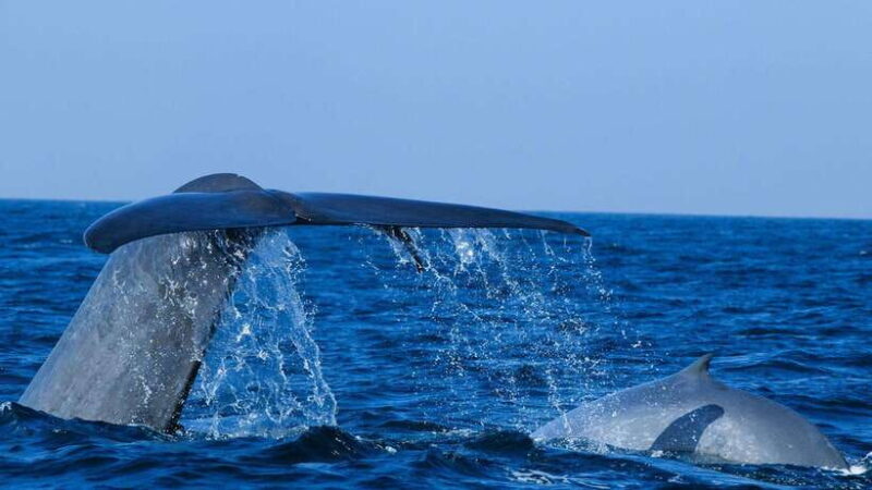 Mirissa: Whale & dolphin Watching Boat Tour with Breakfast - Getting to Know the Mirissa Whale & Dolphin Tour