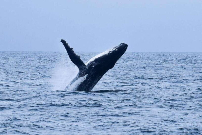 Mirissa: Whale & dolphin Watching Boat Tour with Breakfast - Who Should Consider This Tour?