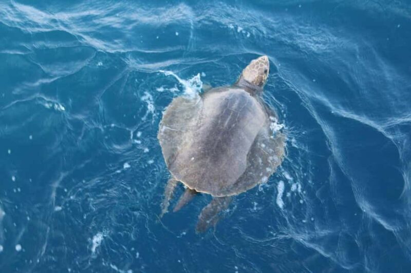 Mirissa: Whale & Dolphin Watching Cruise with Geeths Crew - A Deep Dive into the Experience