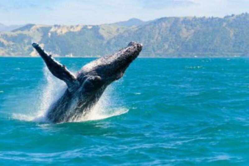 Mirissa: Whale Watching Cruise - Price, Value, and Practical Considerations