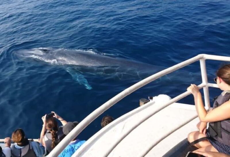 Mirissa: Whale Watching Cruise With Blue Whales & Dolphins - An In-Depth Look at the Whale Watching Experience