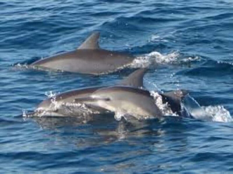 Mirissa: Whale watching day trip from Colombo and Ahungalla - Practical Considerations