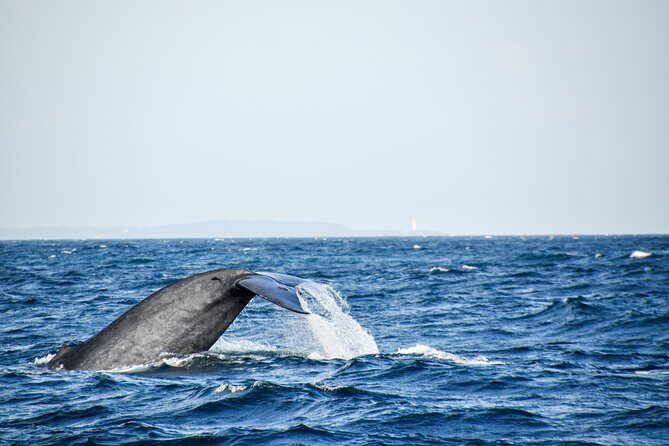 Mirissa Whale Watching Private Day Trip from Colombo or Negombo - What’s Special About Mirissa for Whale Watching?