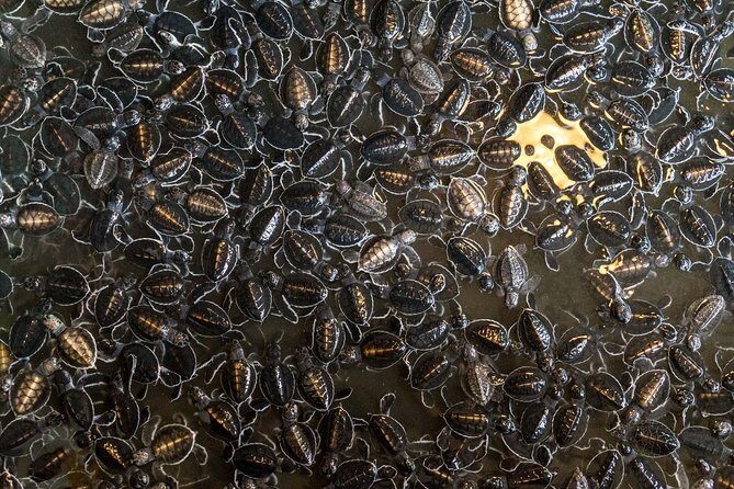 Mirissa Whale watching, Stilt Fishing & Turtle Tour From Colombo - Key Points