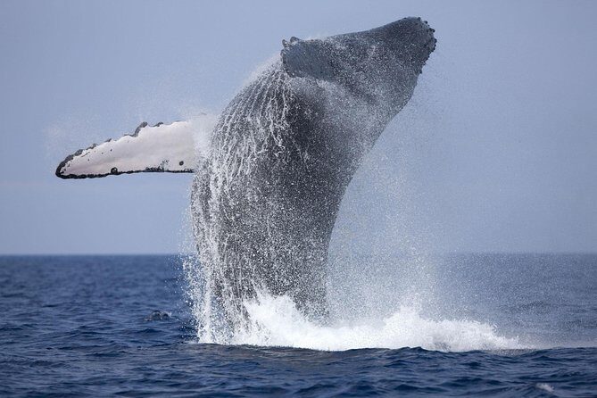 Mirissa Whale watching, Stilt Fishing & Turtle Tour From Colombo - The Sum Up