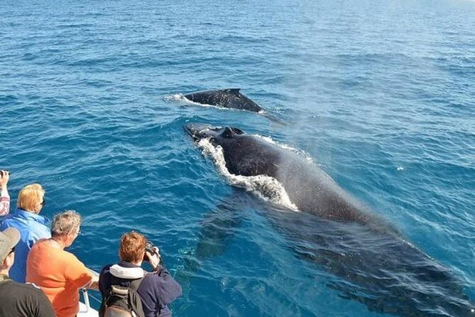 Mirissa Whale watching, Stilt Fishing & Turtle Tour From Colombo - FAQs