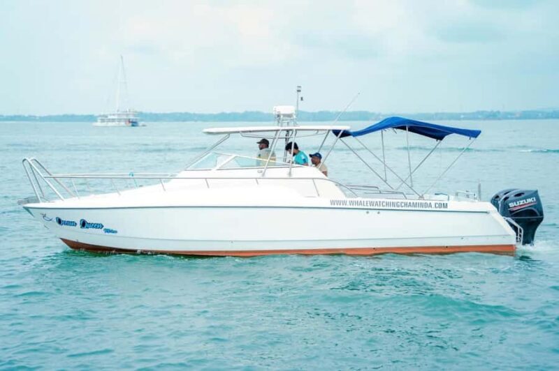 Mirissa Whale Watching Super Luxury Speedboat Private Trip - An In-Depth Look at the Mirissa Whale Watching Private Trip