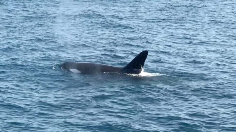 Mirissa Whale Watching Super Luxury Speedboat Private Trip - FAQ