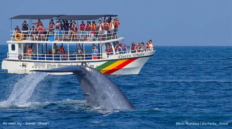 Mirissa: Whale Watching Tour - FAQ