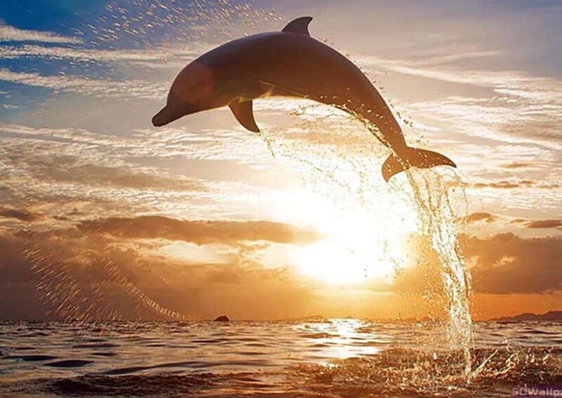 Mirissa Whale Watching, Tour A Once-in-a-Lifetime Experience - Mirissa Whale Watching, Tour A Once-in-a-Lifetime Experience