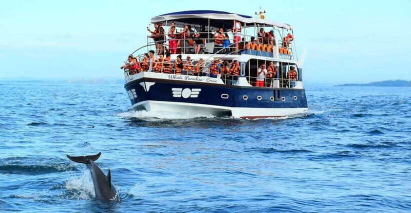 Mirissa Whale Watching, Tour A Once-in-a-Lifetime Experience - Key Points