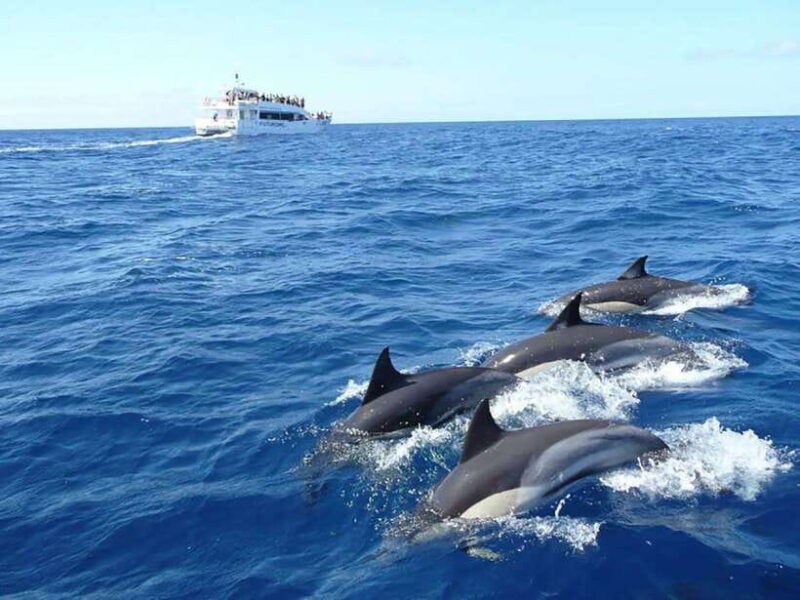 Mirissa Whale Watching, Tour A Once-in-a-Lifetime Experience - Who Should Consider This Tour?