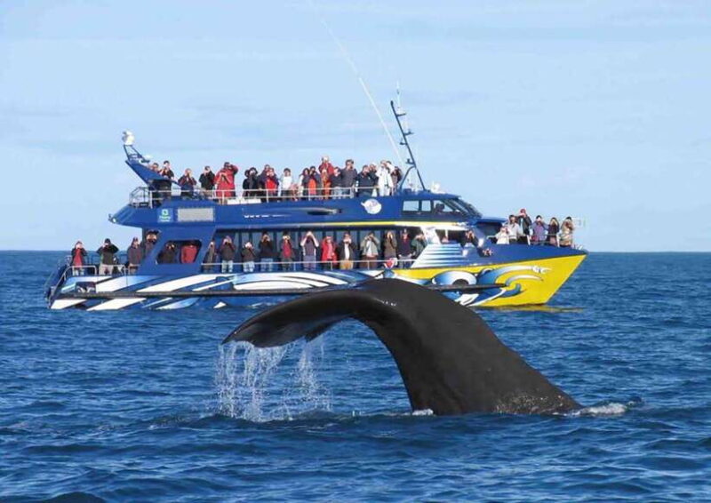 Mirissa Whale Watching, Tour A Once-in-a-Lifetime Experience - Final Thoughts and Who It’s Best For