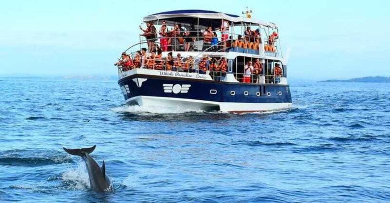 Mirissa Whale Watching, Tour A Once-in-a-Lifetime Experience - FAQ
