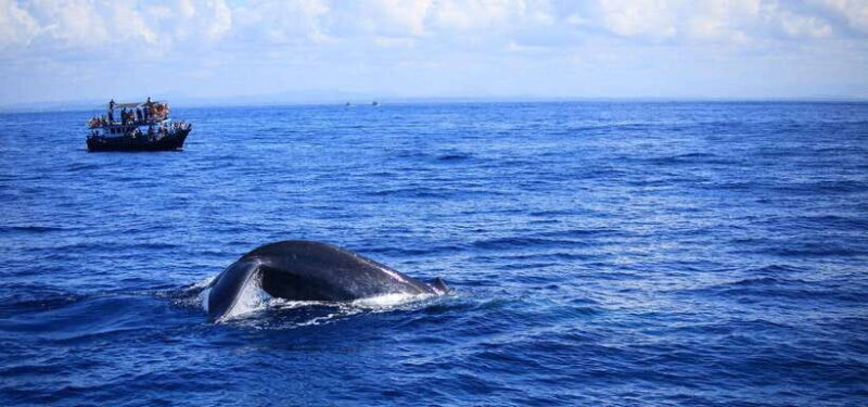 Mirissa: Whale Watching Tour From Colombo or Negombo - Is This Tour Worth It?