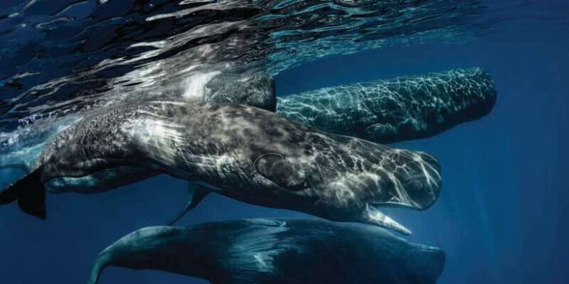 Mirissa: Whale Watching Tour - An Authentic Look at the Whale Watching Experience