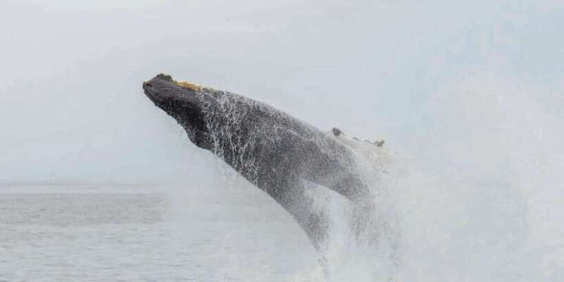 Mirissa: Whale Watching Tour - Final Thoughts
