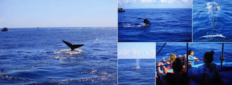 Mirissa Whale Watching-Yala Safari & Galle Fort Night Escape - Key Points
