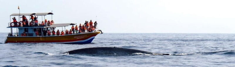 Mirissa Whale Watching-Yala Safari & Galle Fort Night Escape - An In-Depth Look at the Tour Experience