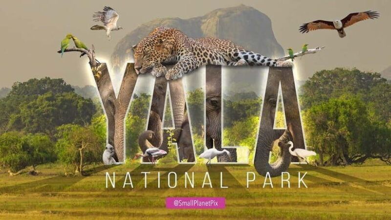 Mirissa Whale Watching-Yala Safari & Galle Fort Night Escape - Who Would Love This Tour?