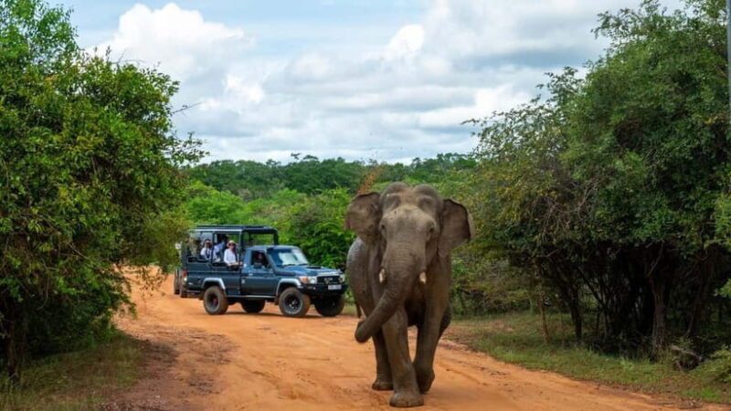 Mirissa Whale Watching-Yala Safari & Galle Fort Night Escape - FAQ