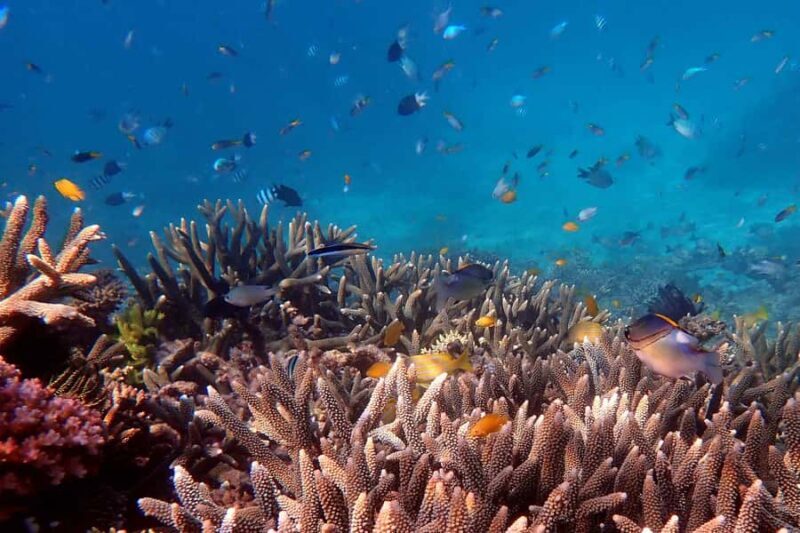 Mission Beach: Outer Great Barrier Reef & Dunk Island Tour - A Close Look at the Itinerary and What It Means for You