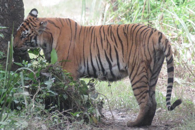 Mission Tiger, 4 days tour inside Chitwan National Park. - The Practicalities: What’s Included and What’s Not