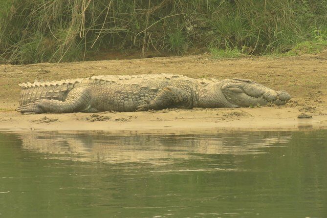 Mission Tiger, 4 days tour inside Chitwan National Park. - The Price and Its Value